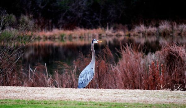 Gallery - The Country Club at Silver